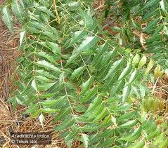 Khasiat dan Cara Menggunakan Mimba untuk Obat | anakagronomy[dot]com