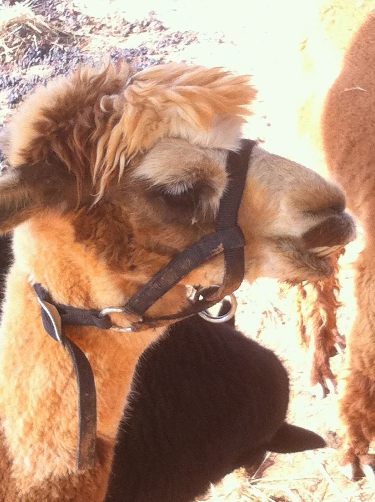 Red Clay Farm: Preserving an Alpaca Hide