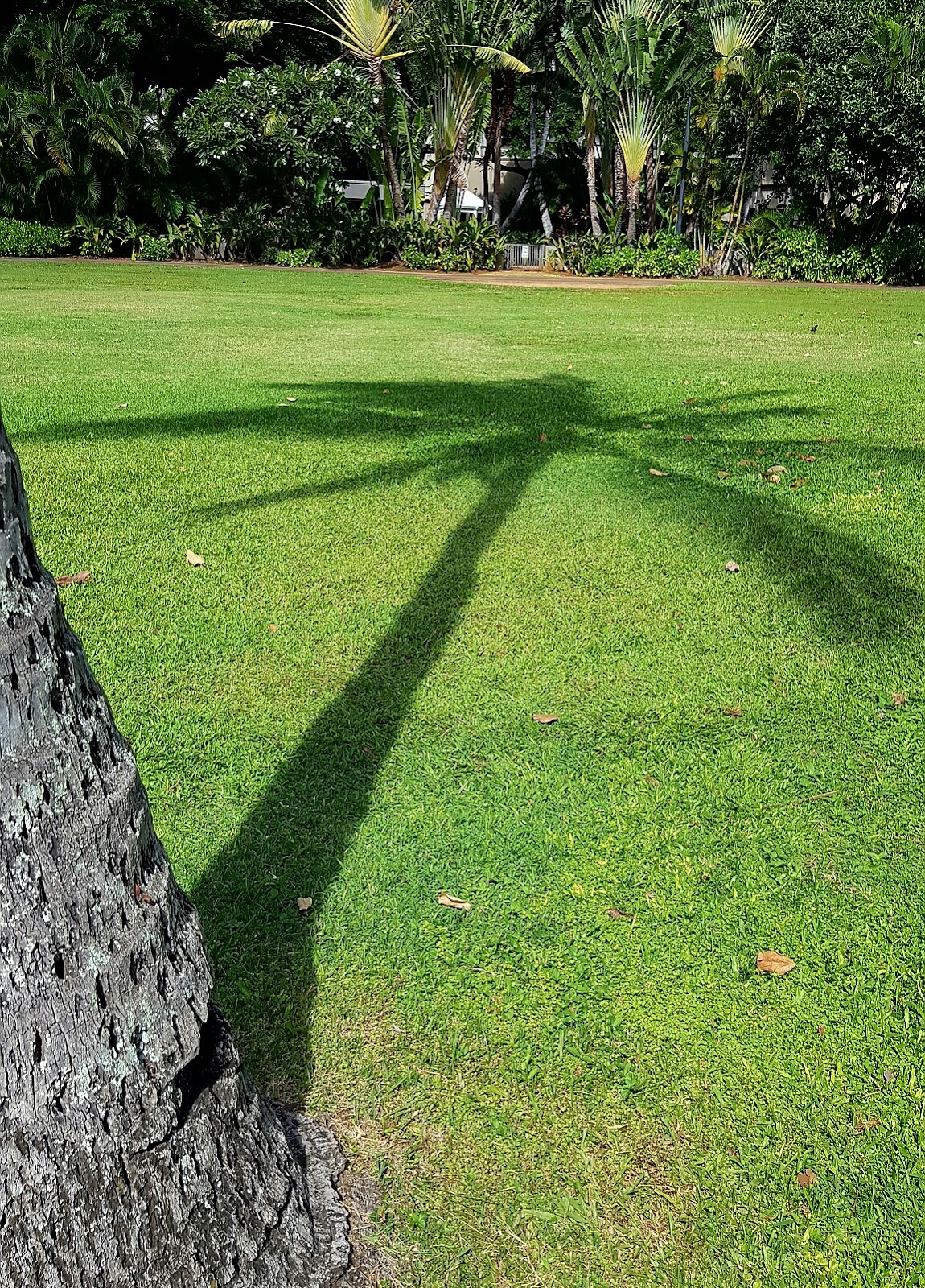 HRodenberger's Blog: The Trees of Kuroda Field