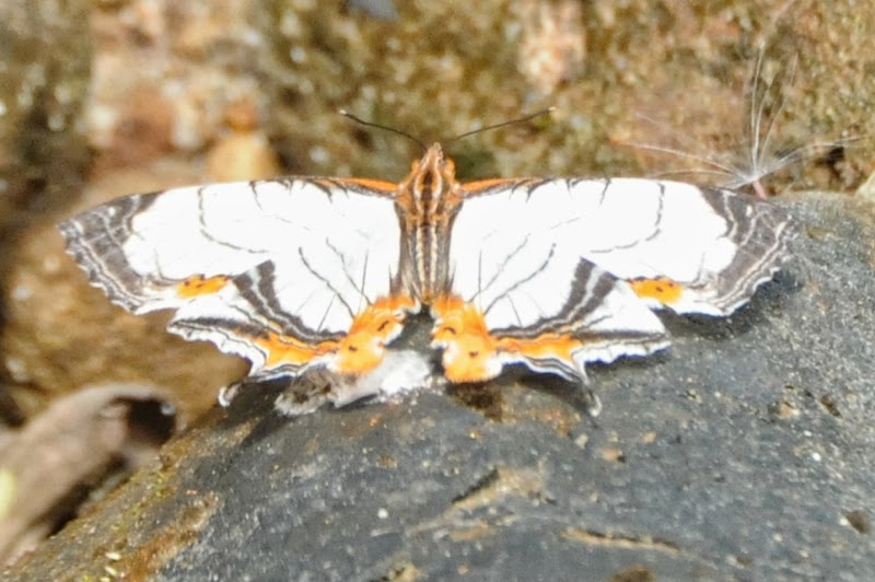 A Wandering Naturalist: Sarawak: A Borneo Highlands Nature Festival