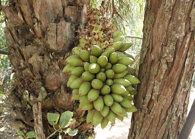 Fruit Warehouse: Bacuri ( Platonia insignis )