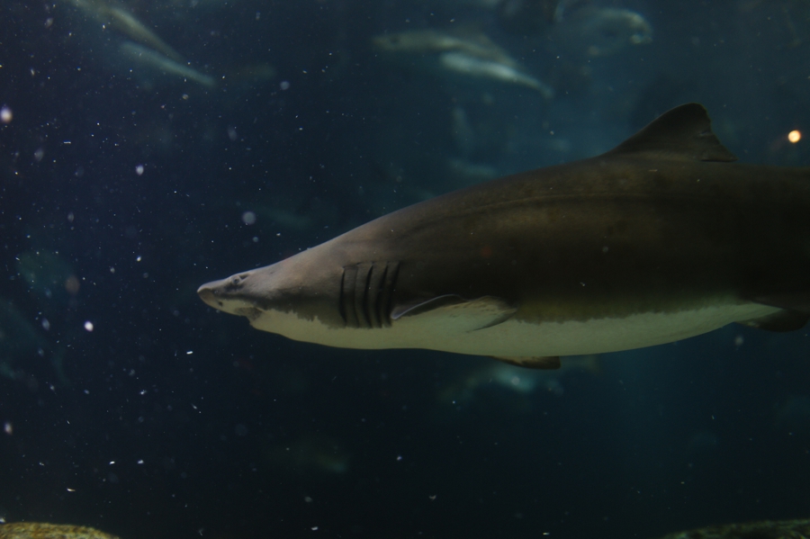 under the deep sea | The Colorful Living Project