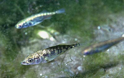 Sticklebacks ~ Aquatic Animals