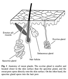 Thermal Adaptation: Thermal Adaptation - Sweating