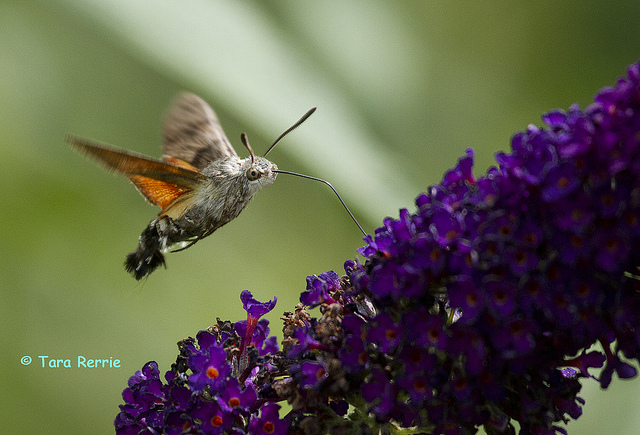 Weird Moths and Strange Facts - Science in the City