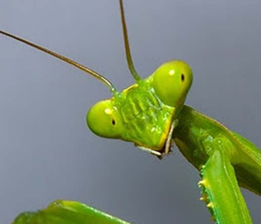 parquealamillo-encinarosa: Mantis religiosa