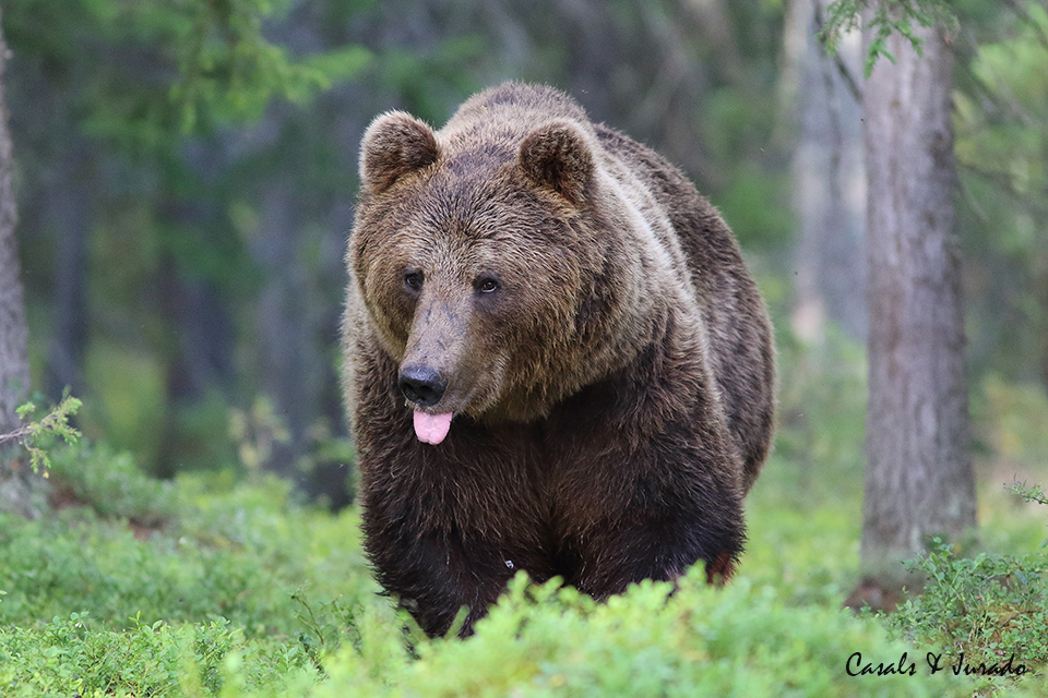 CRÒNIQUES NATURALISTES: de juliol 2016