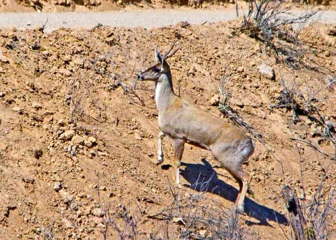 Caminantes del Desierto: LA TARUCA. EL HUEMUL DEL NORTE.