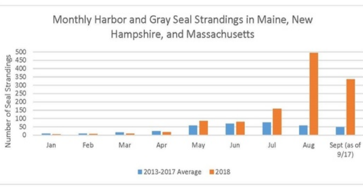 Avian Flu Diary: NOAA: Update On Seal Strandings & Deaths In New England