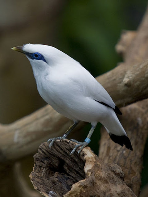 The Life of Sweet Birds