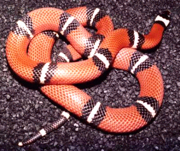 TV CANAL M MEXICO: ¿CÓMO DIFERENCIAR UNA CORALILLO DE UNA FALSA CORALILLO?