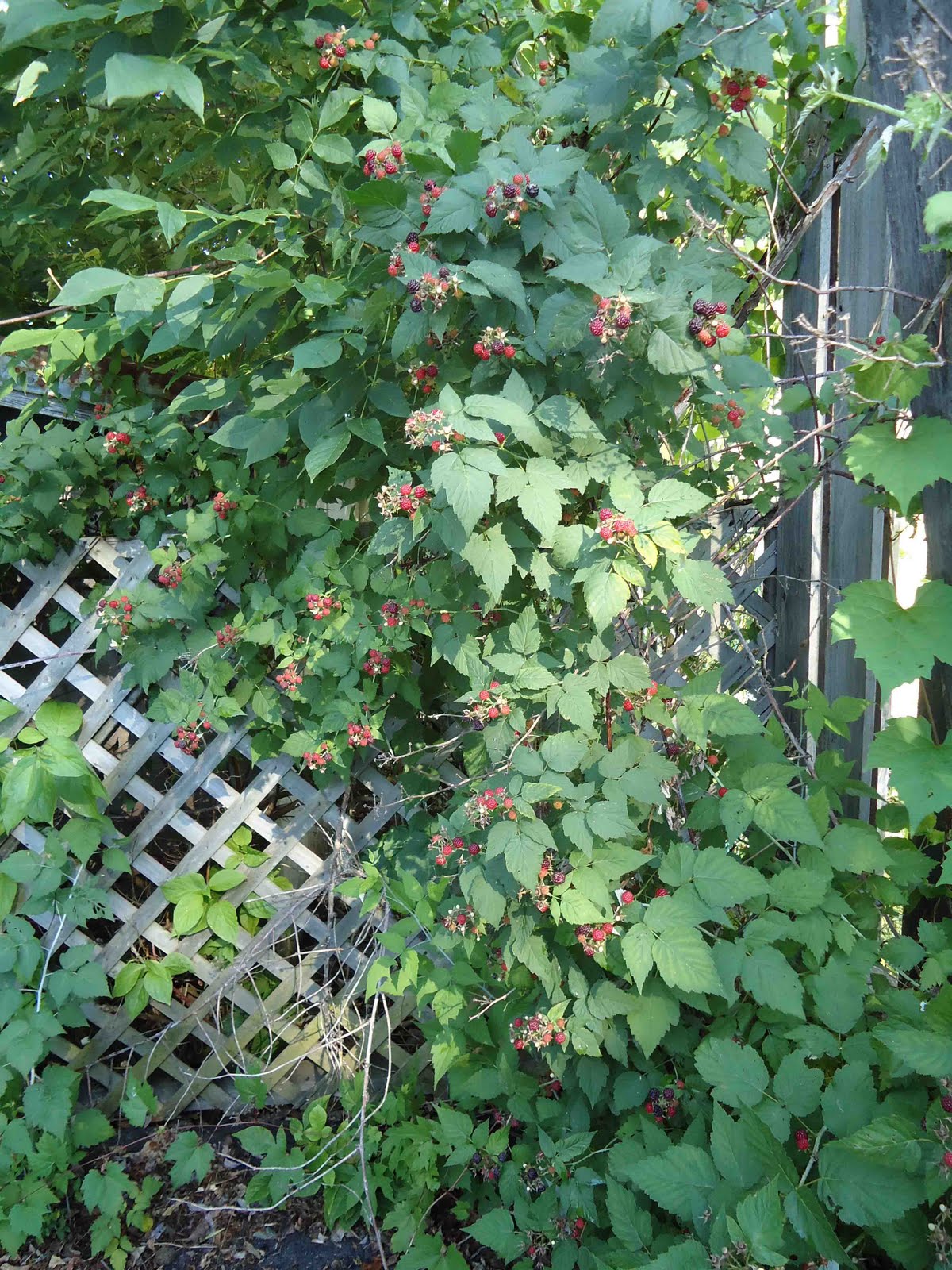 Small Purse, Big Garden: Wild Black Raspberries....rubus occidentalis