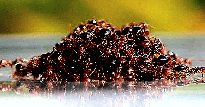 COMPARTIR: A Formiga