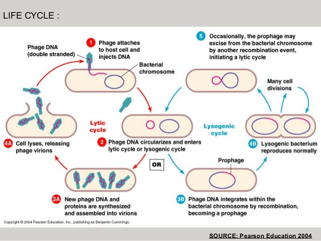 Lambda Phage Virus The Book Of Earth
