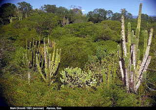 Ecosistemas de México: Selvas Secas