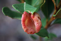 Space Coast Wildflowers: Mostly Galls, Turkey Creek Sanctuary ...
