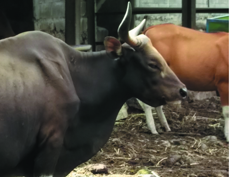 Informasi Tentang Banteng, Binatang yang konon suka menyeruduk | Fauna Gue