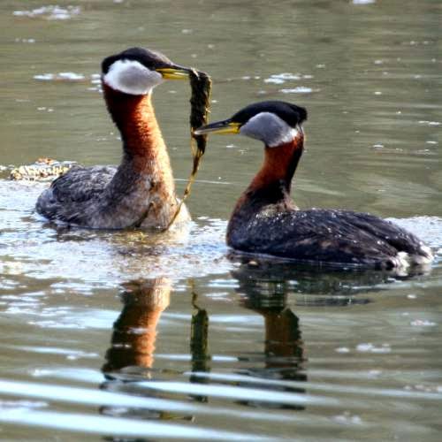 List of Indian Grebes - Pictures | Birds of India | Bird World