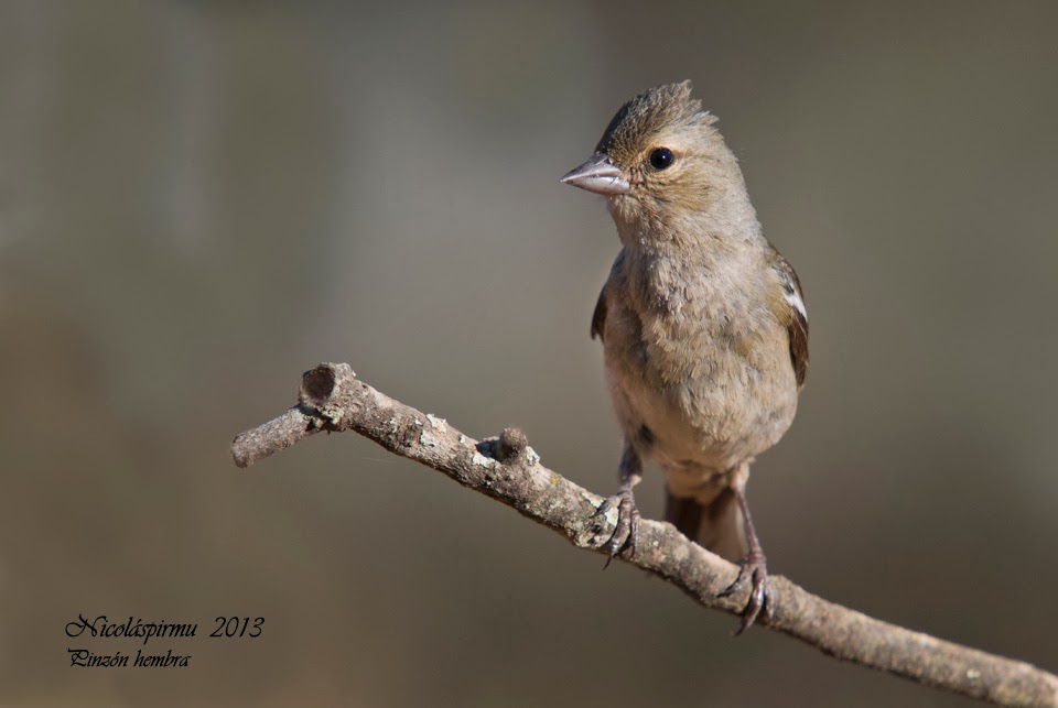 ALADOS_EXTREMADURA_NATURAL: PINZÓN COMÚN O VULGAR