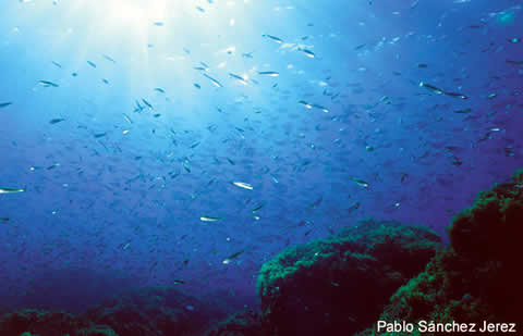 El Pebrasset: El fons del mar al nu