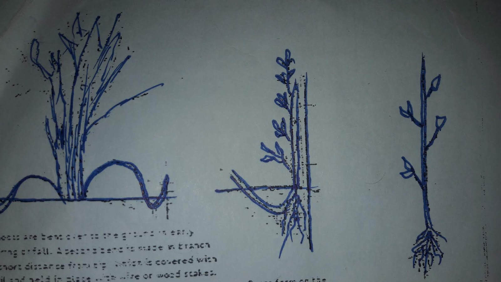 layering plant propagation technique & its types - Plantbay layering plant propagation technique & its types - Plantbay