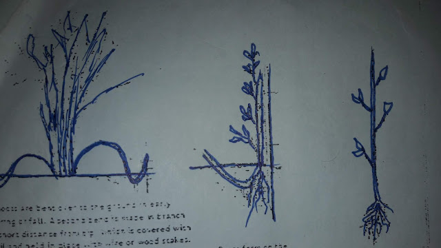 layering plant propagation technique & its types - Plantbay