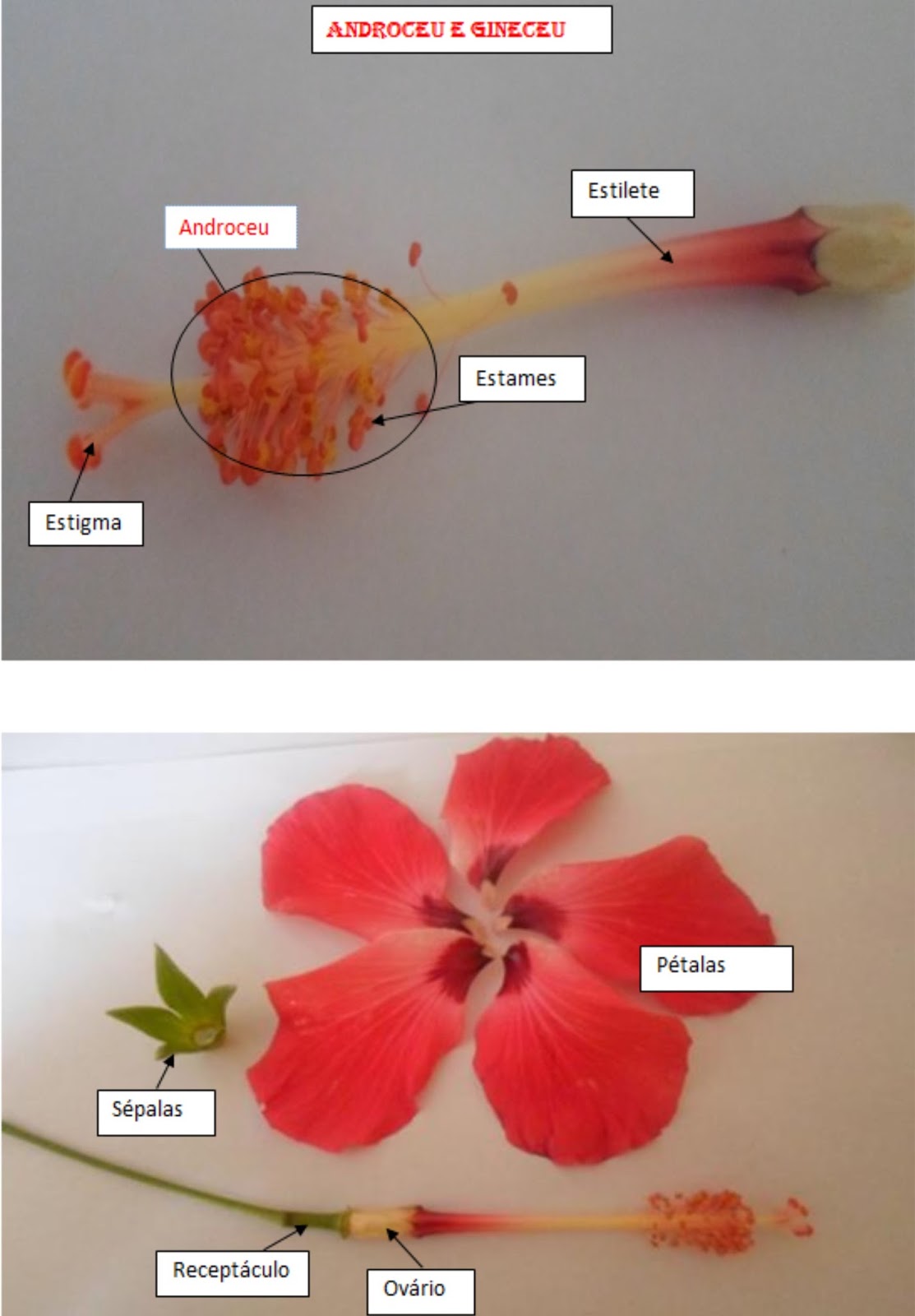 Partes Da Flor De Hibisco - LIBRAIN