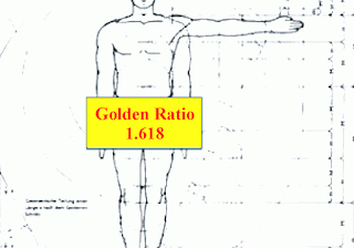 Golden Ratio - Golden Ratio In Human Body