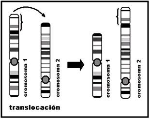 Mutaciones geneticas: Proceso por el cual se altera el genotipode una ...
