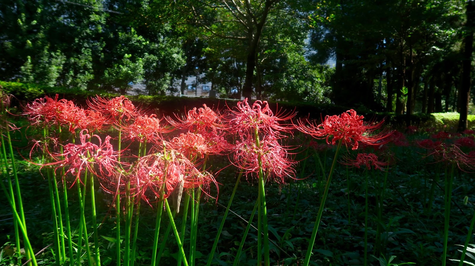 Red Spider Lily in Japan