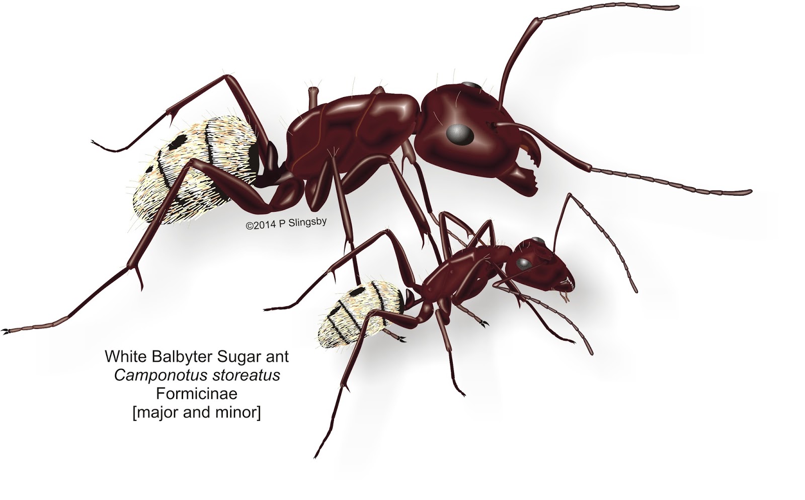 - Ants of Southern Africa -: Ant Catalog