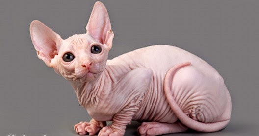 Na drapaku - Blog o kotach: Sfinks