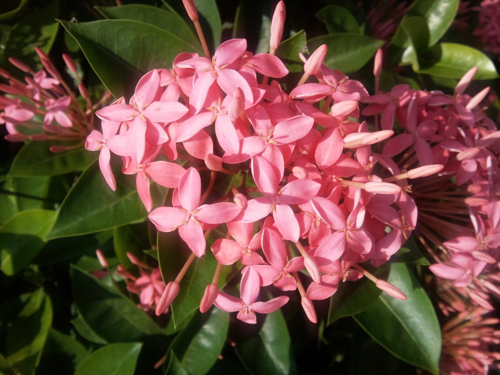 Life,films and nostalgia: Ixora Flowers - Ixora Nora Grant & Ixora Pink ...