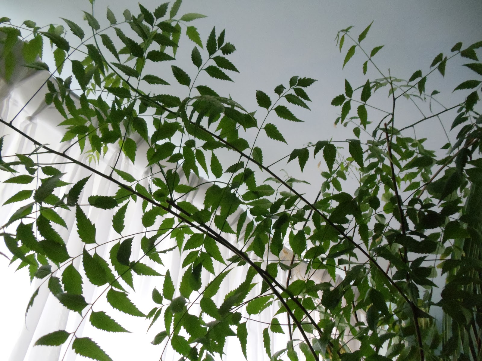 My Toronto Garden: 2012