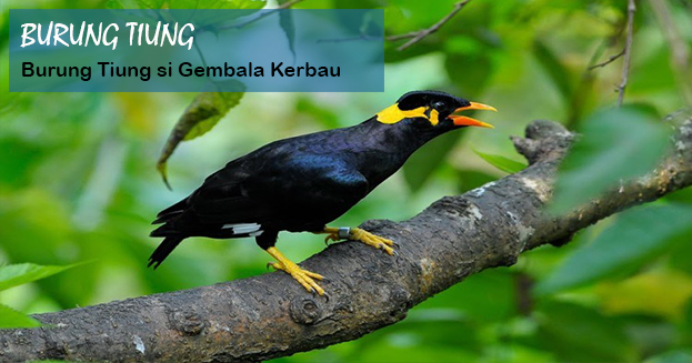 BURUNG TIUNG - Info Hewan