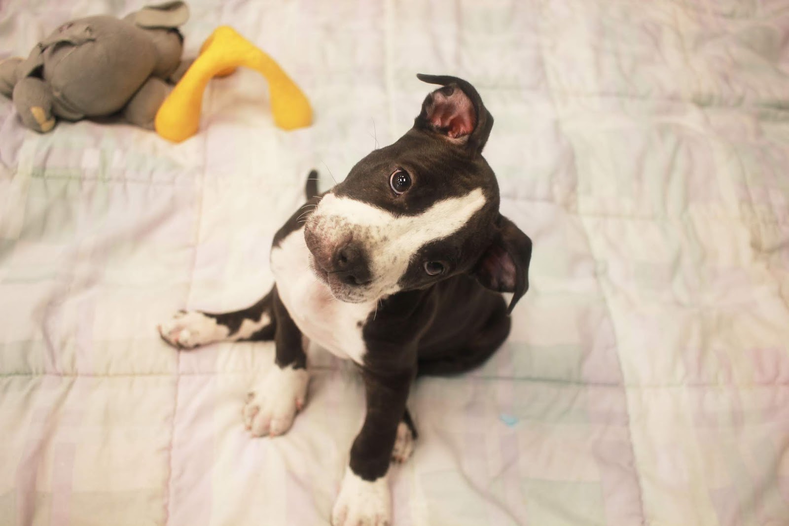 Humane Society Silicon Valley Blog: A Positive End to A Difficult Week