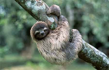 Author Robin Densmore Fuson: Slothful