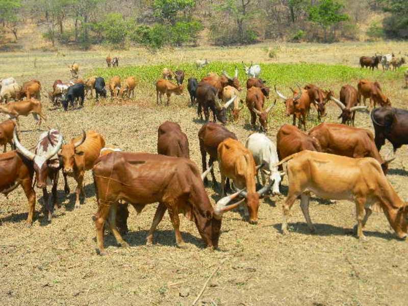 KILIMO AFRIKA MASHARIKI: UFUGAJI