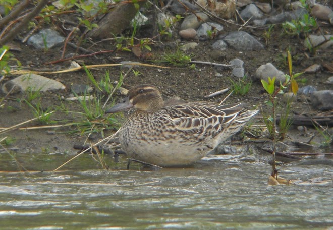 BIRDING - Kyoto, Kansai and Japan: dabbling ducks