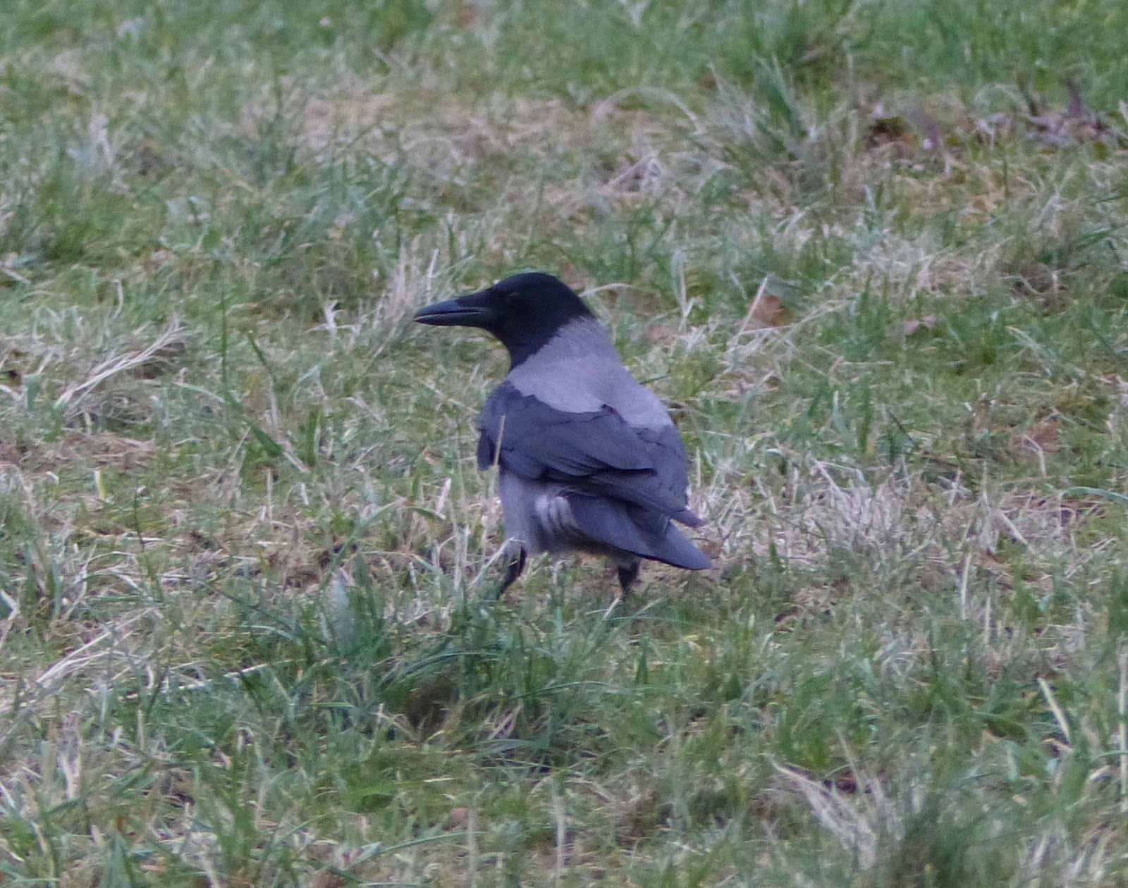 A Field Notebook: Hooded Crow, a Manchester county mega