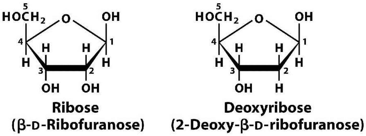 BIOQUIMICA: NUCLEOTIDOS Y ACIDOS NUCLEICOS