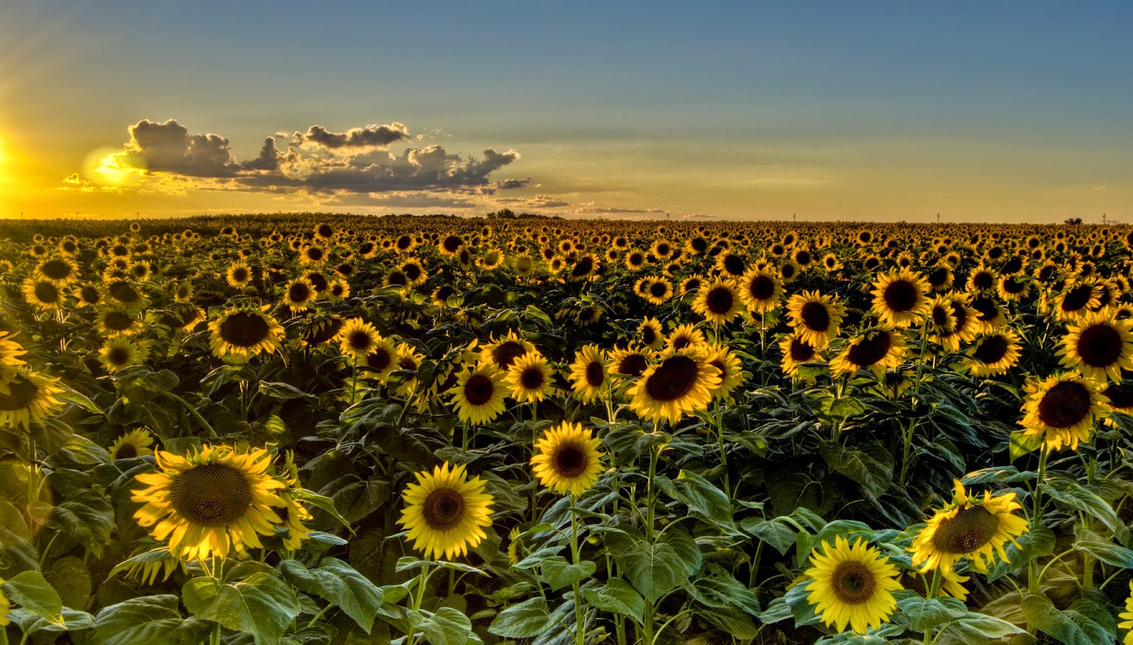 Você se importa com as flores? ~ Paisagens Deslumbrantes