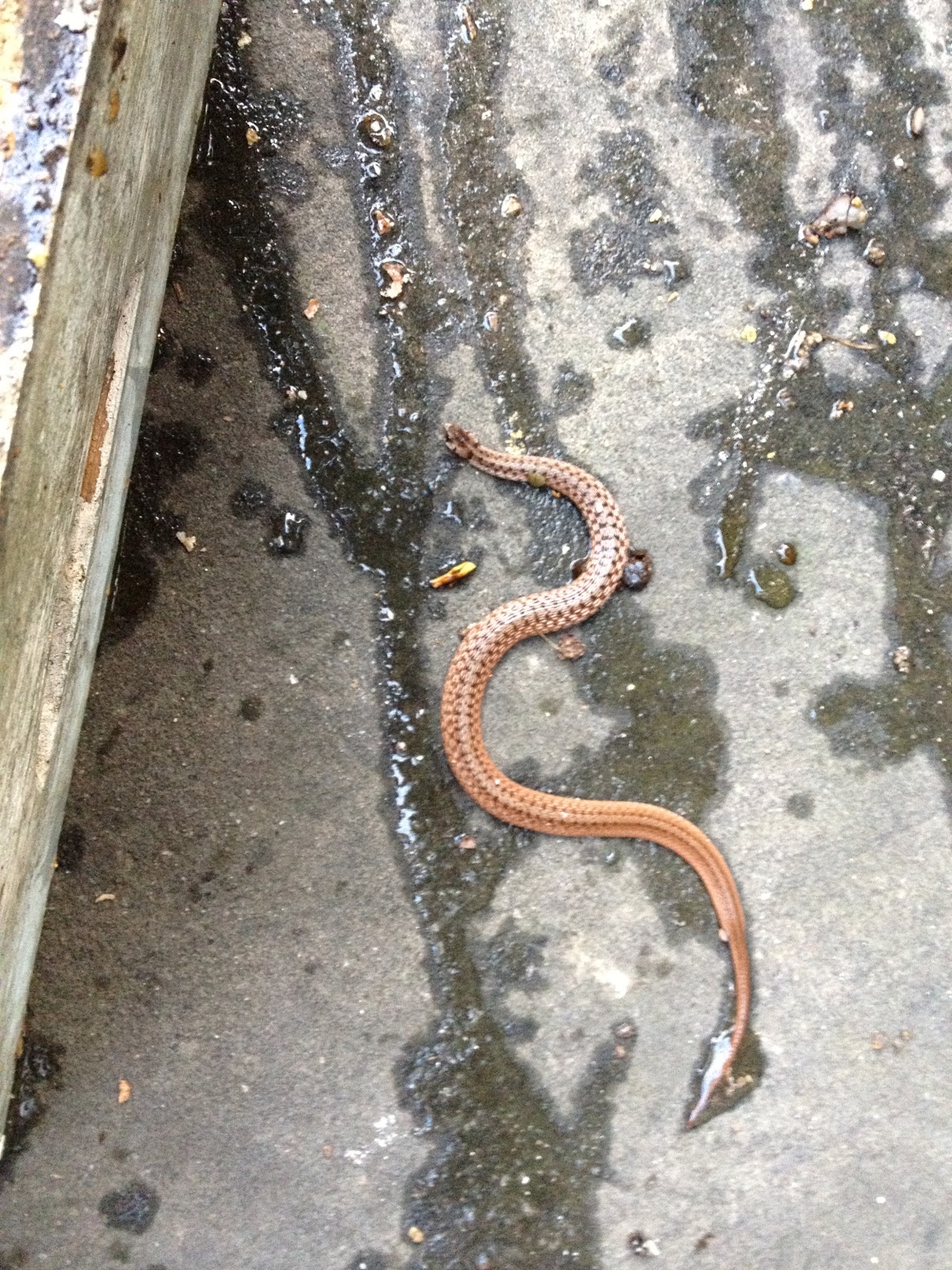 Linda's Bees: Snake in the ..... Bee Boxes