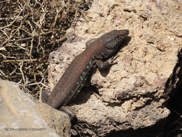 Mis imágenes de aves: UNAS FOTOS DEL LAGARTO DE HARIA