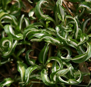 Hoot Owl Hollow: Itsy Bitsy Hostas
