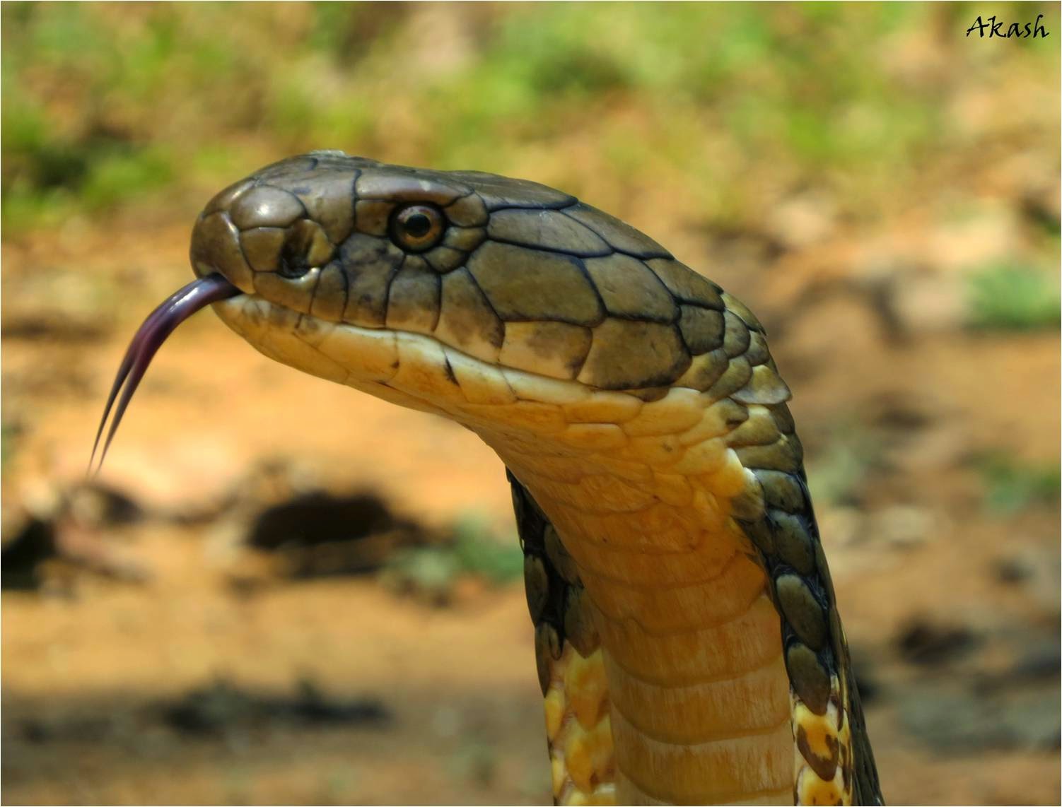 Agumbe Rain Forest Visit in Search of King Kobra at Kalinga Center for ...