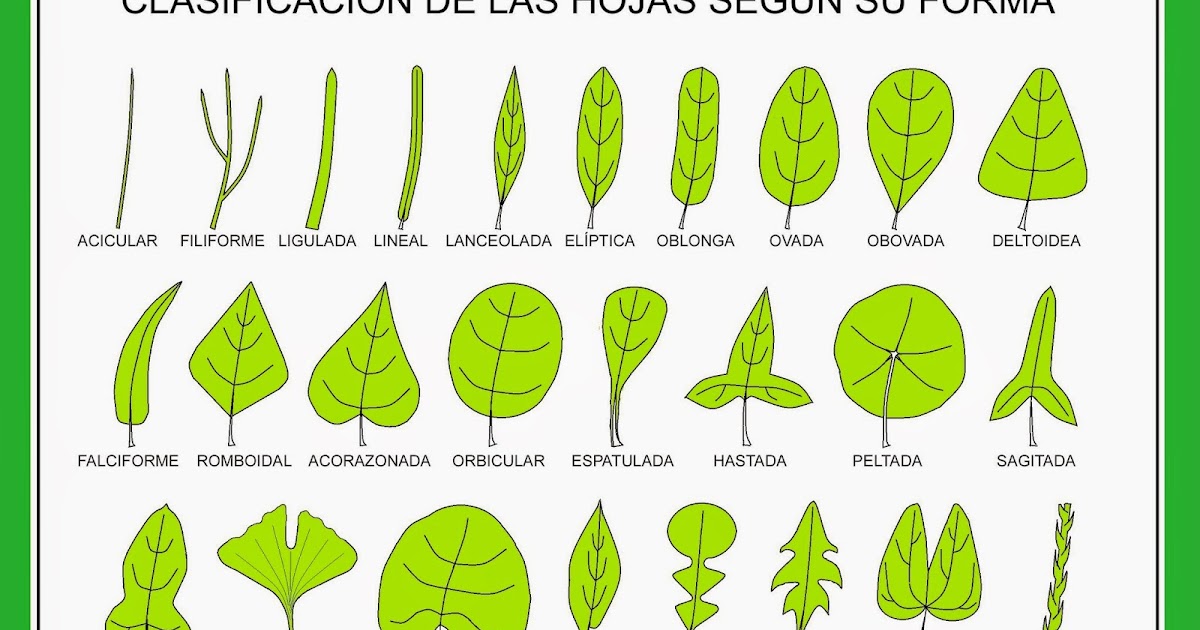 Á R B O L E S (T R E E S): Tipos de hojas simples