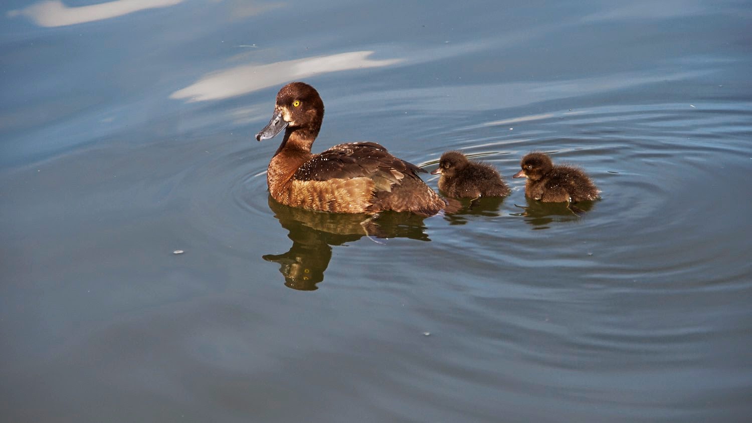 Thames Nature Notes: Ducklings and baby tufted ducks