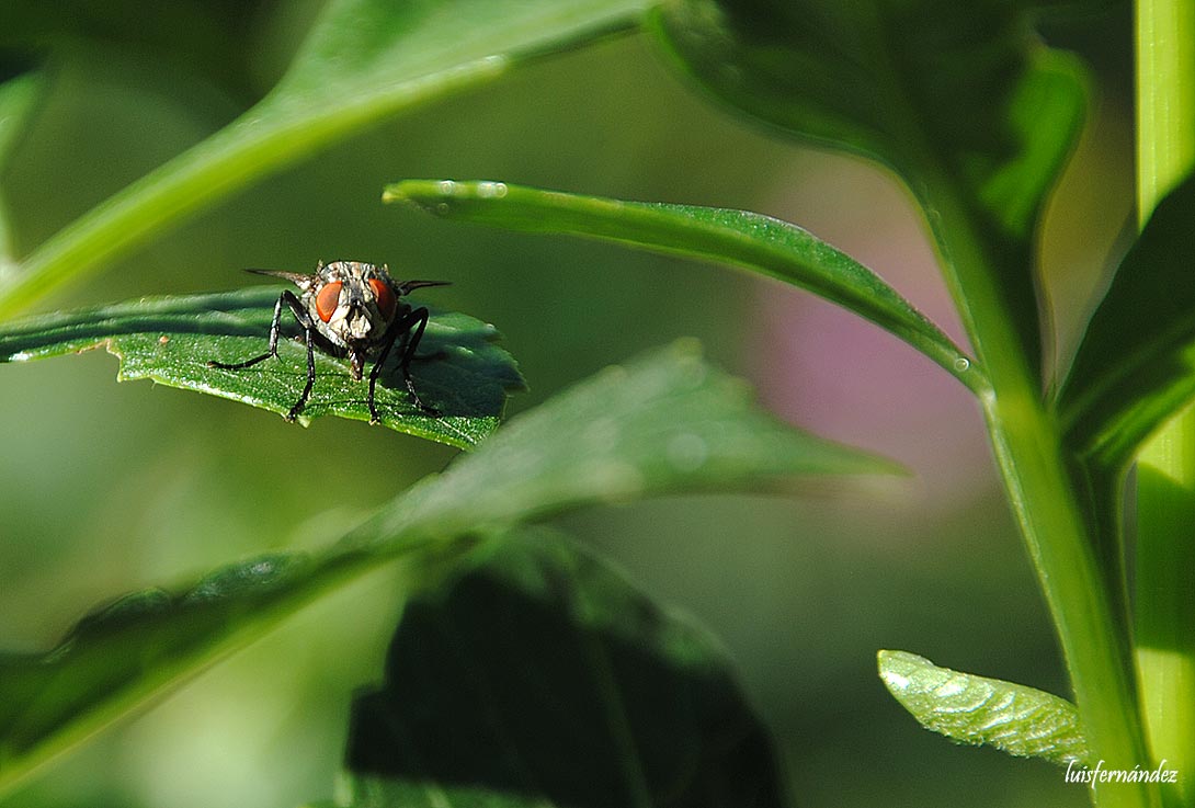 OCIO y CULTURA : Insectos y su hábitat. II