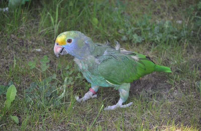 ZOOTOGRAFIANDO (6.100 ANIMALS): AMAZONA CARIAZUL / BLUE-CHEEKED AMAZON ...